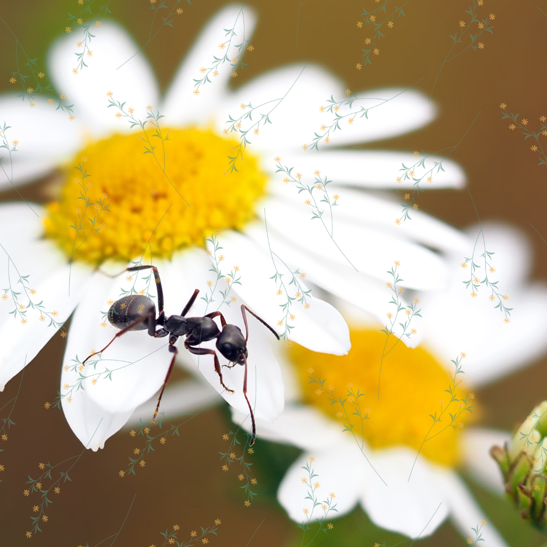 Why we need bugs: 5 surprising ways insects help us