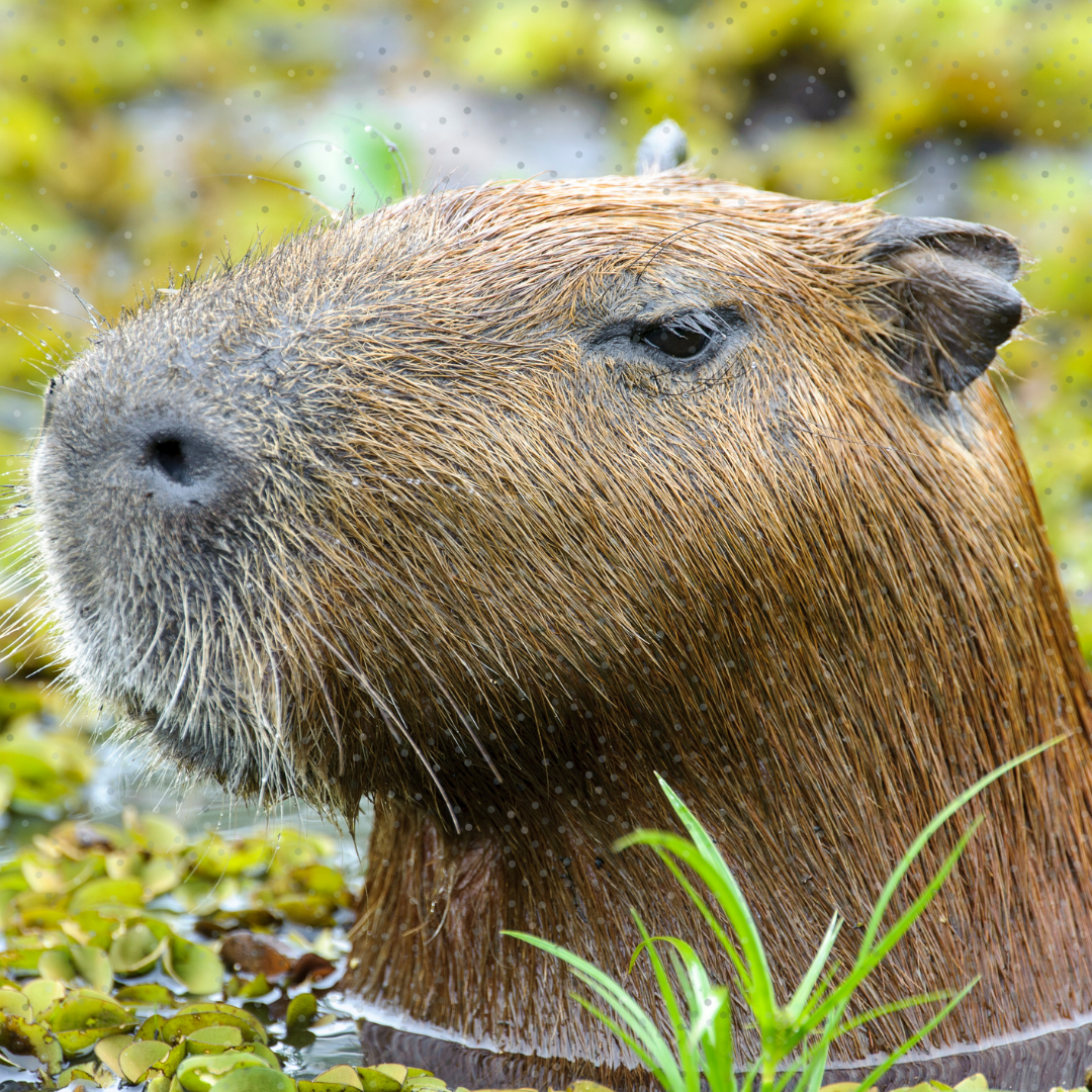 Rodent royalty: A kids' guide to capybaras