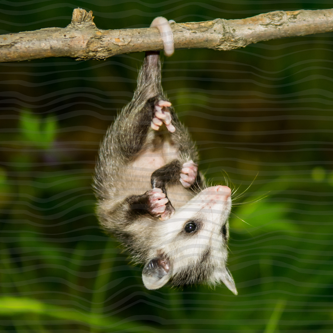 What’s in the pouch? A kids’ guide to marsupials