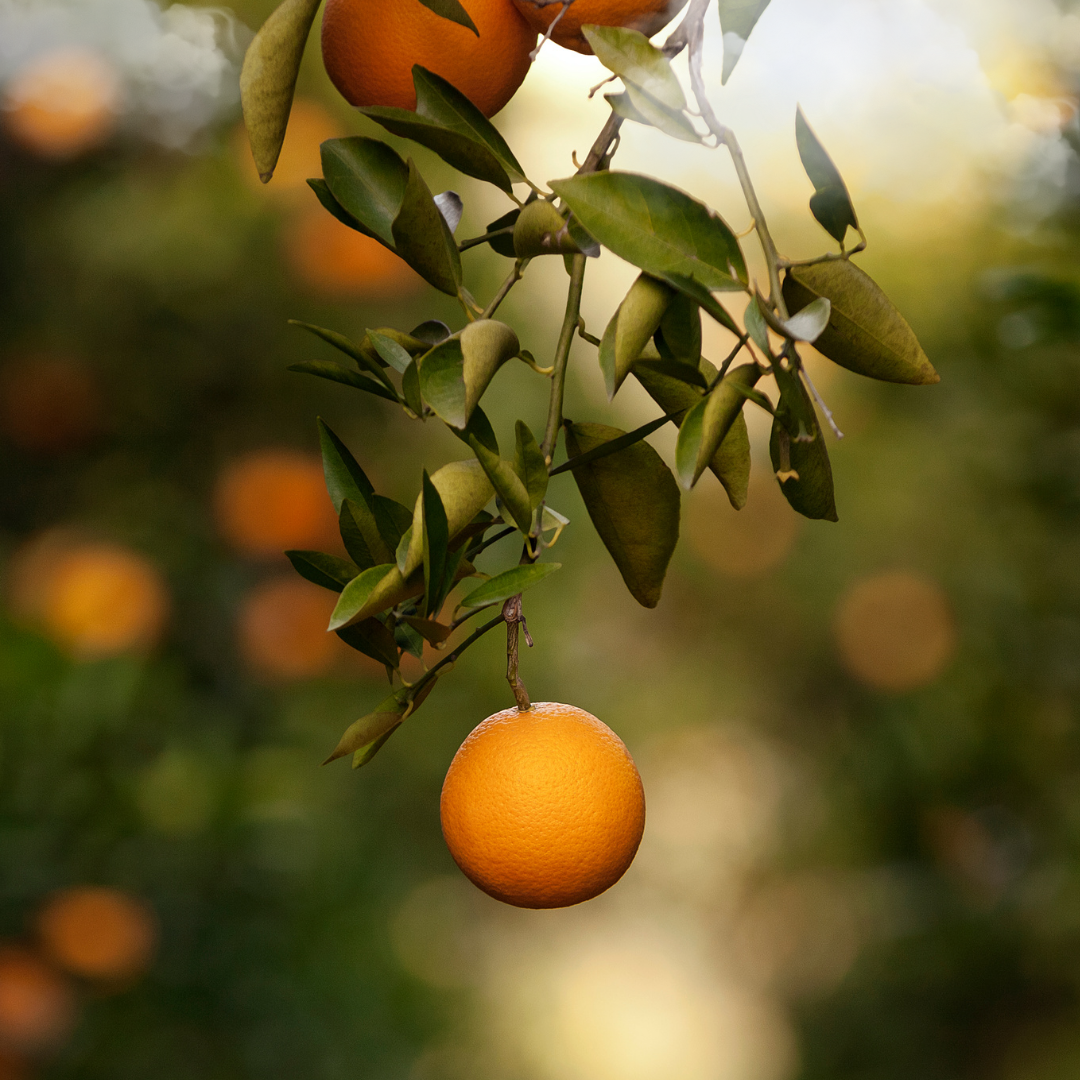 A kids’ guide to the juicy history of oranges