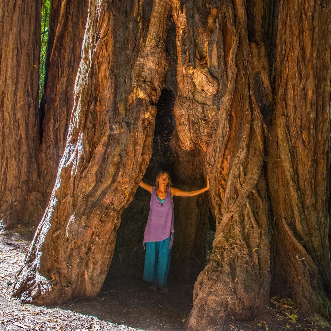Giants of the forest: Meet the world’s tallest trees