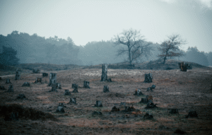 Deforestation: how forests are disappearing and why it matters