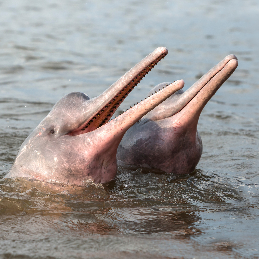 Discover the Amazon River: a kids’ guide to a rainforest river