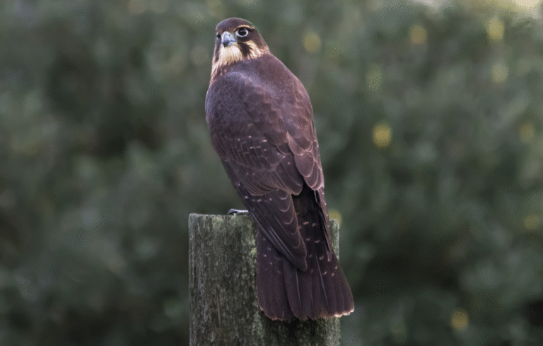 New Zealand falcon wins Bird of the Year