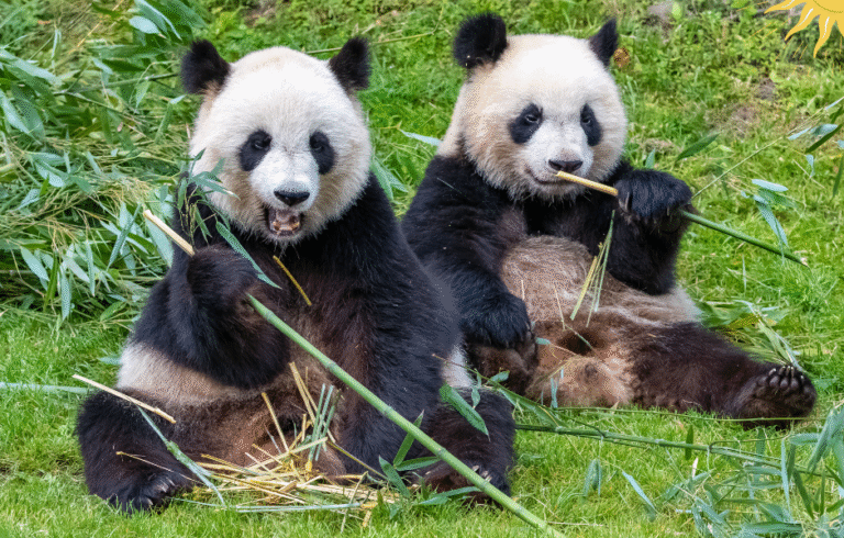 Pandas explained for kids: China’s black and white treasure