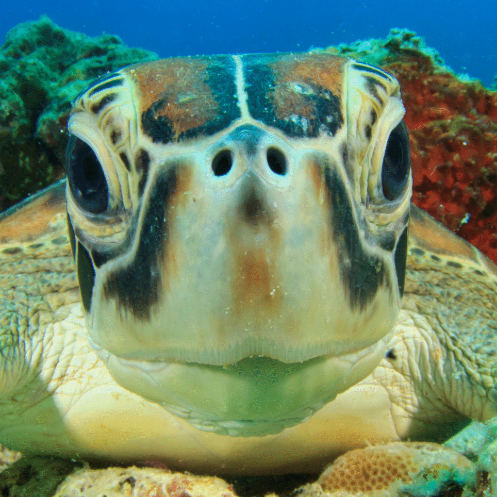 From endangered to thriving: the green turtle’s story