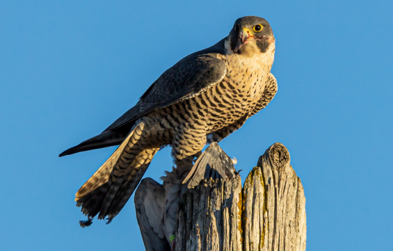 How the world’s fastest animal catches its prey: the life of a ...