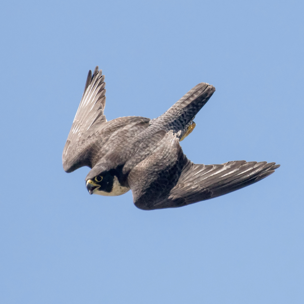 How the world’s fastest animal catches its prey: the life of a ...